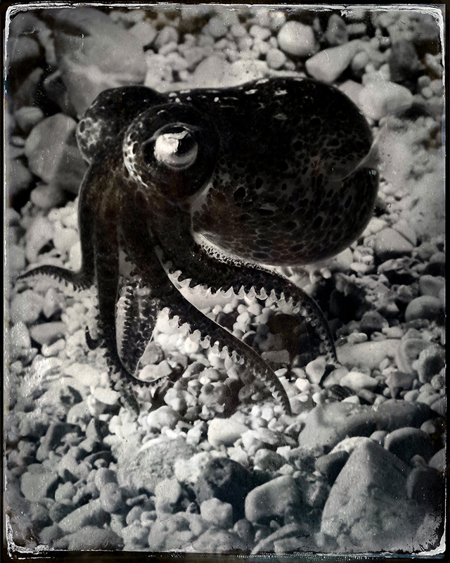 capturing the life of cephalopods in their natural environment